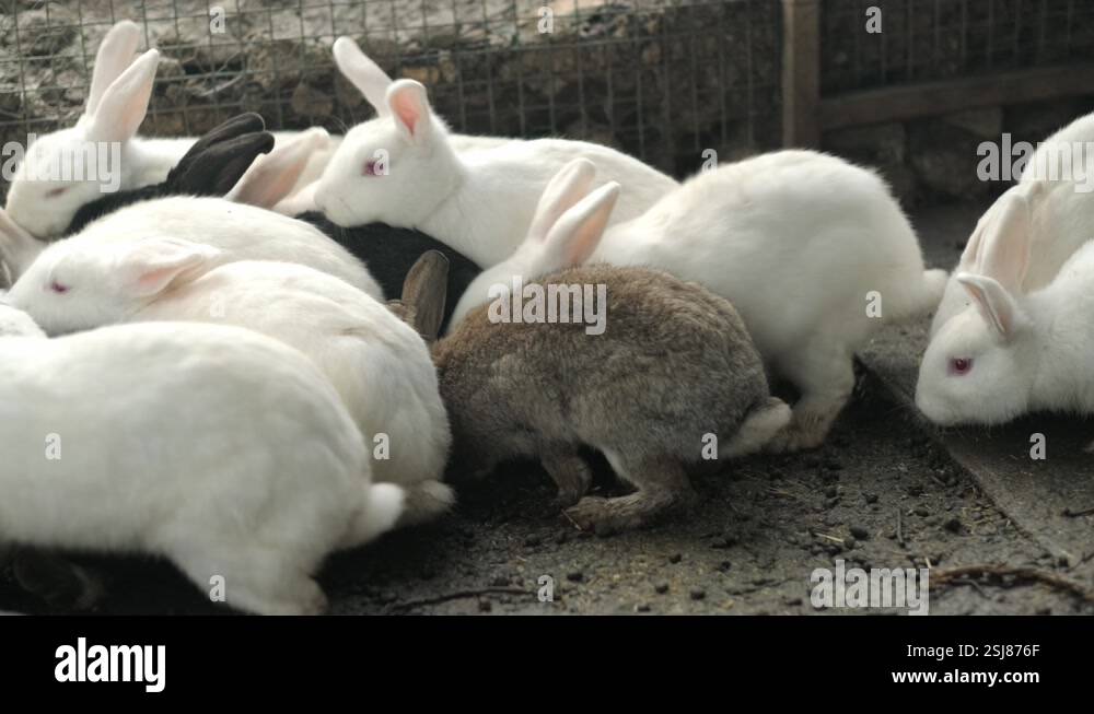 Feeding farm Rabbits in cage, lot of bunnies chewing carrots and leaves ...