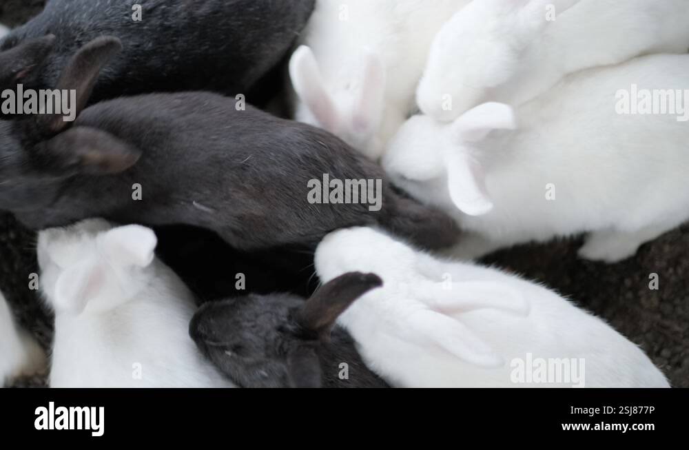 top view Feeding farm Rabbits in cage, lot of bunnies chewing carrots ...