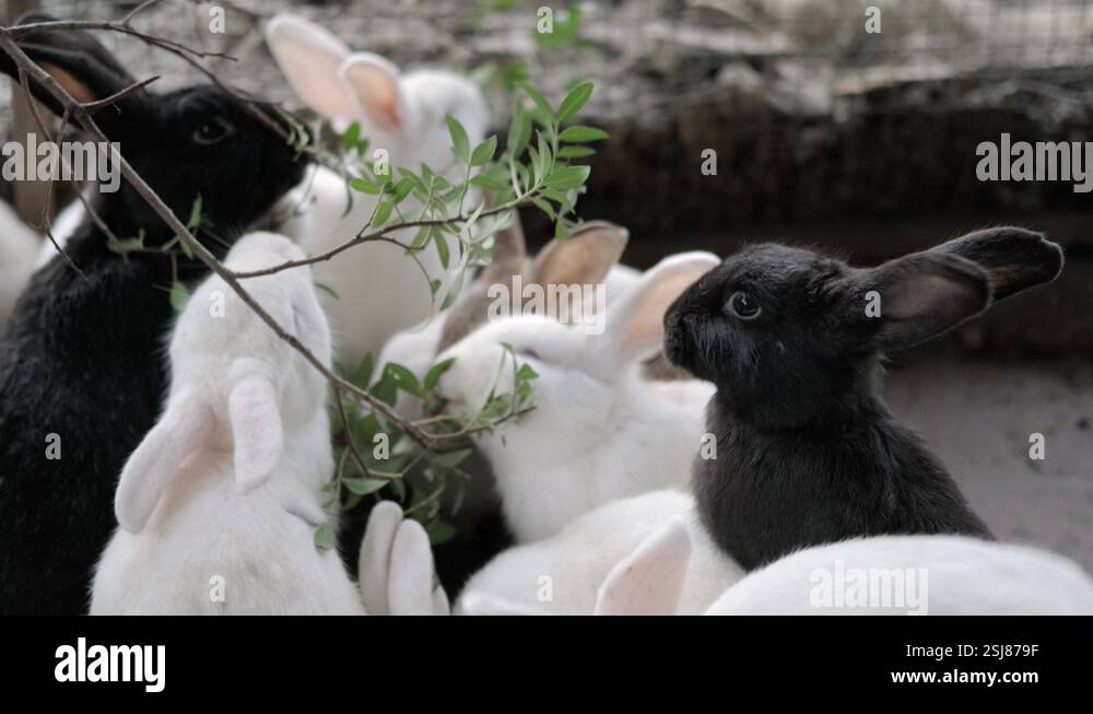 Feeding farm Rabbits in cage, lot of bunnies chewing carrots and leaves ...