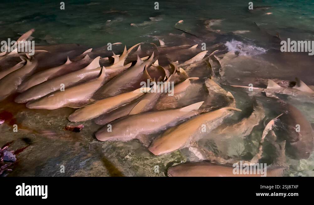 Sharks feeding on the surface, with a stormy sunset in the background ...