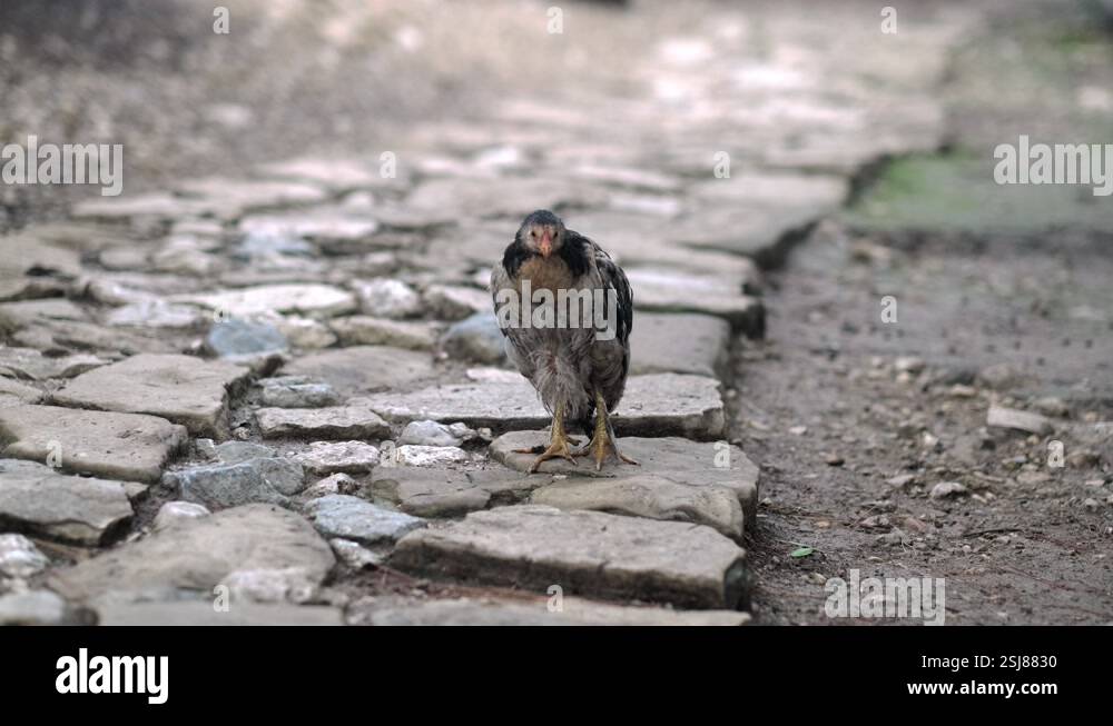 funny unusual gait of chicken, traumatized bird walking down path in ...