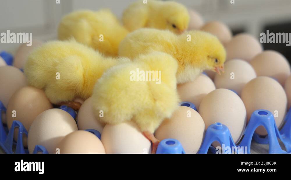 Chicks on eggs in hatching farm Stock Video Footage - Alamy