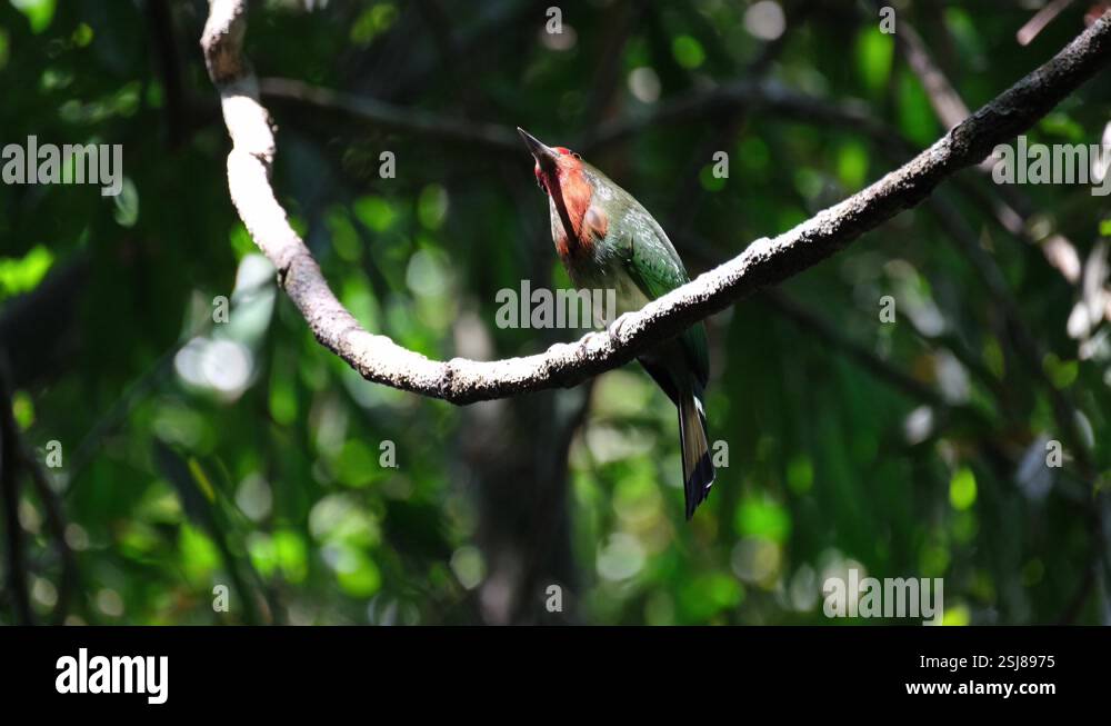 Looking up and around then flies away as seen in the forest, Red ...