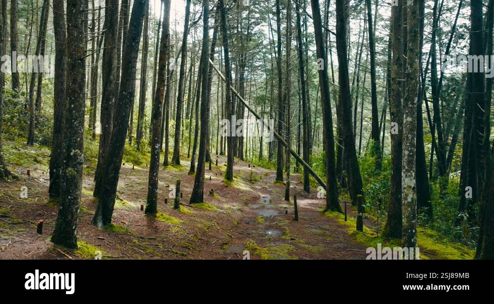 Stabilized shot in a forest of fine trees and green vegetation ...