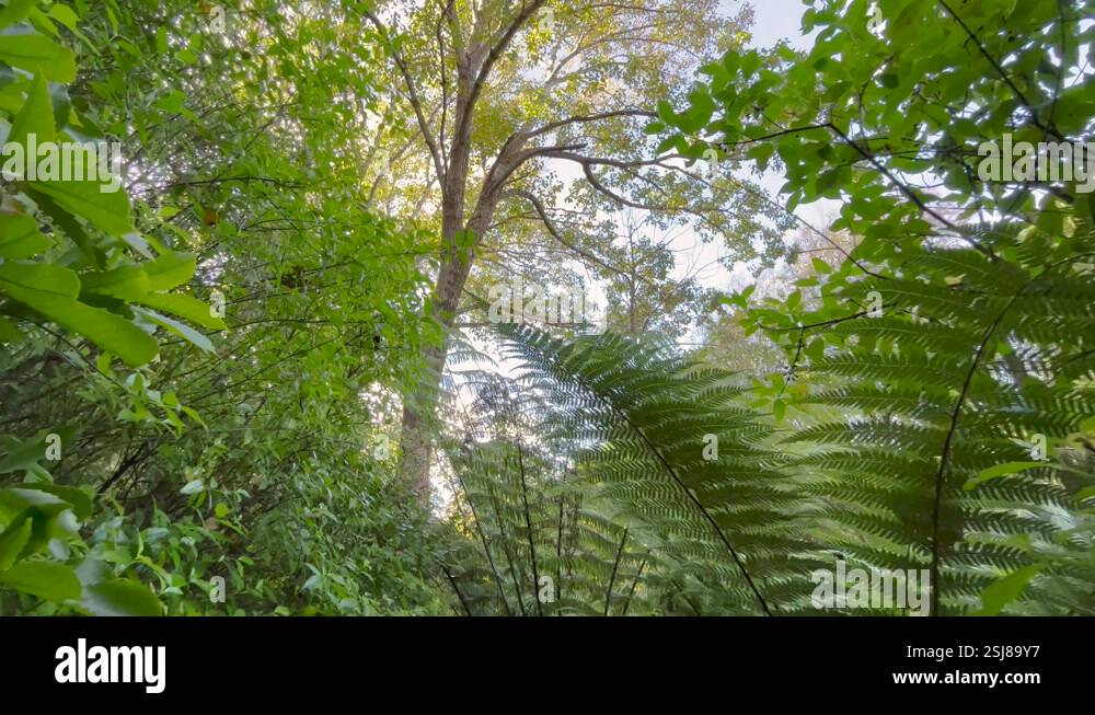 Exotic Native Trees On Tropical Jungle In New Zealand. POV Stock Video ...
