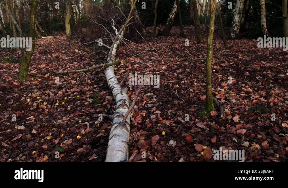Fallen Birch Tree flyover in Autumn woodland in England Stock Video ...