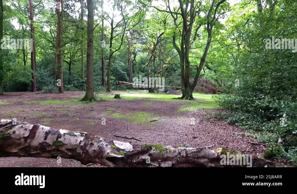 Ancient Woodland Trees aerial pullback view in Summer, England Stock ...