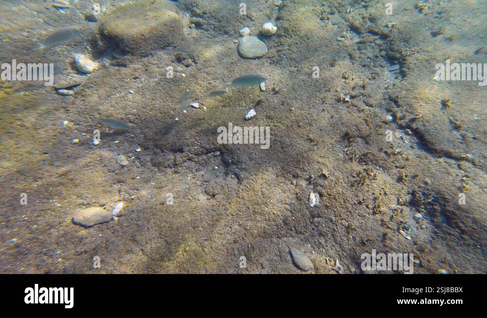 Underwater video of flock of marbled spinefoot swimming over the sandy ...
