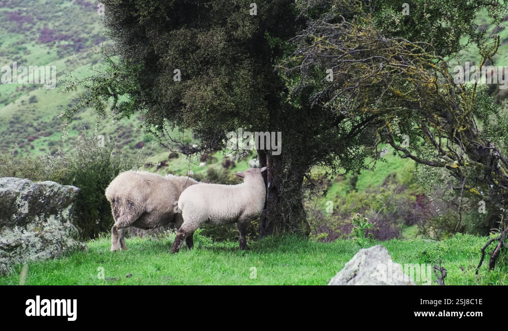 A group of sheep huddle under a tree for shelter from the rain in a ...