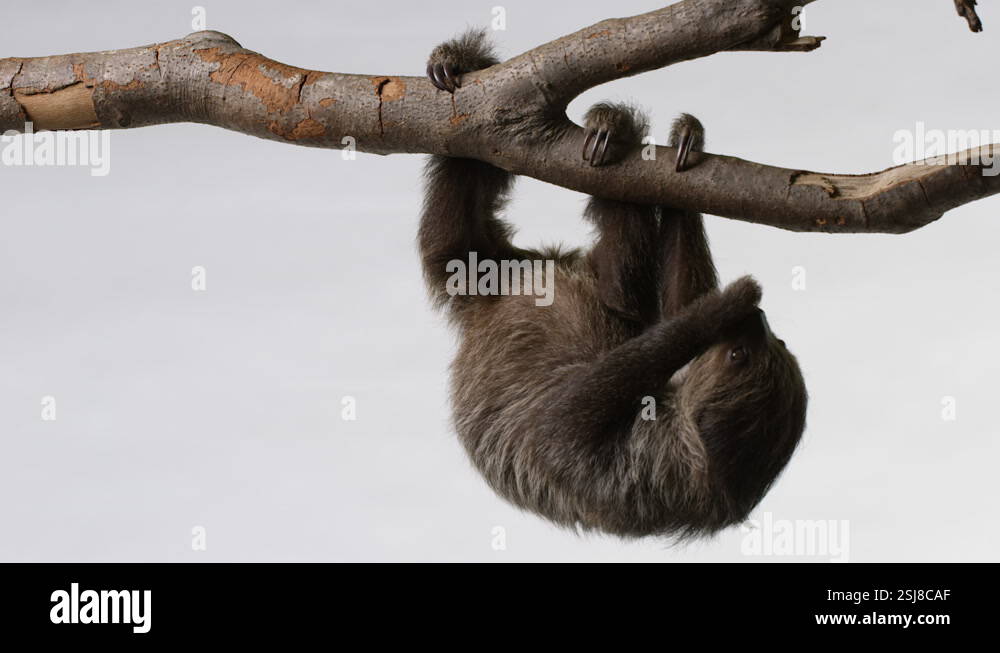 Sloth hanging from tree branch eating food - isolated on white ...
