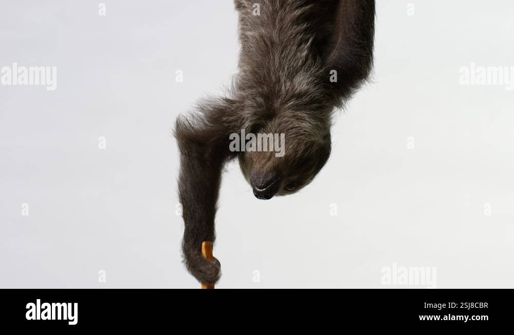 Sloth hangs down to grab treat and eat it - isolated on white ...