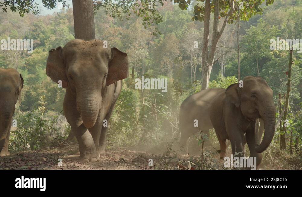 Herd of Indian Elephants walking towards Camera, Sanctuary in Chiang ...