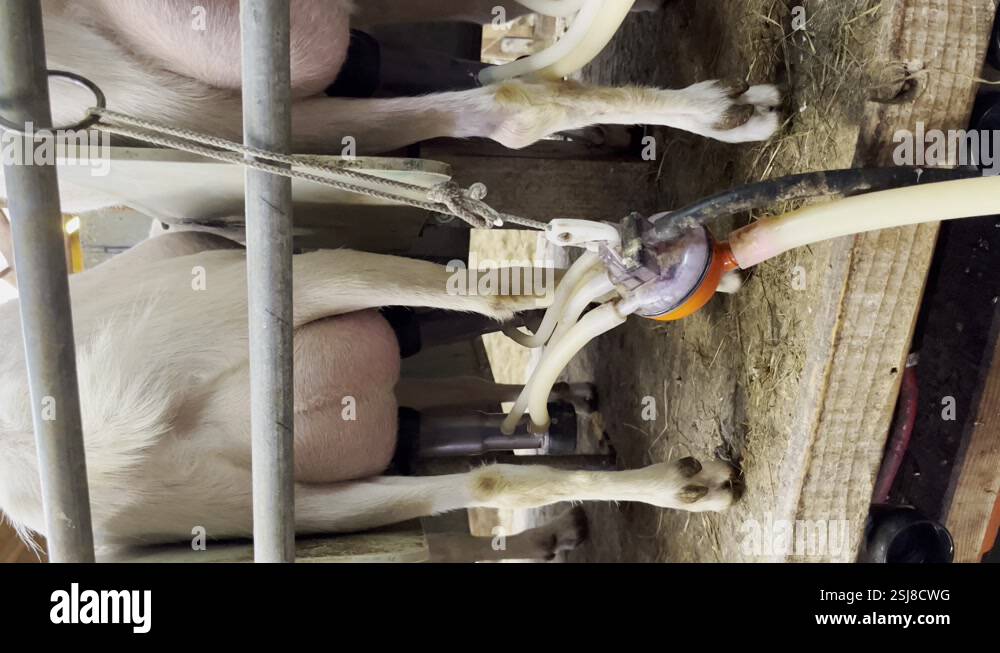 Vertical - Milking Machine Extracting Milk From Udder Of Nanny Goat In ...