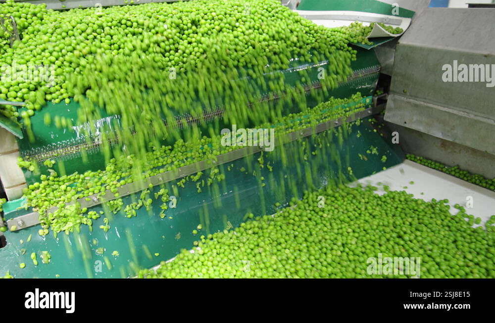 Green peas on a convyeor belt in a canned food sorting and production ...
