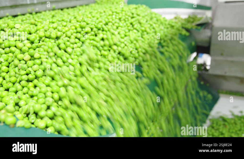 Green peas on a convyeor belt in a canned food sorting and production ...
