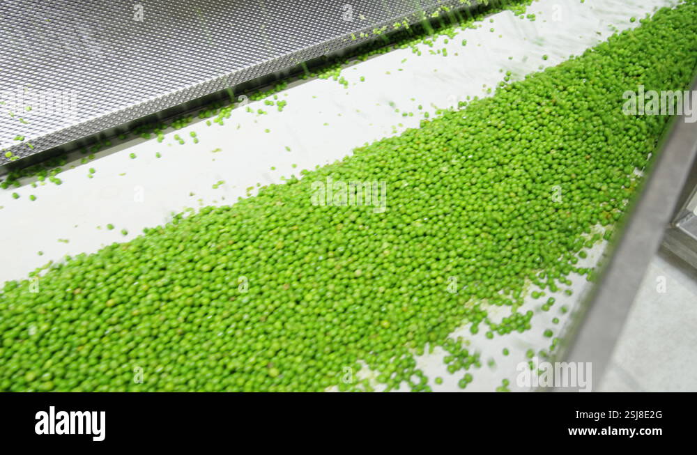 Green peas on a convyeor belt in a canned food sorting and production ...