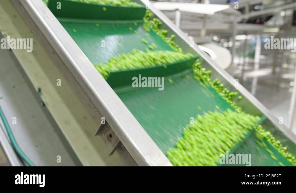 Green peas on a convyeor belt in a canned food sorting and production ...