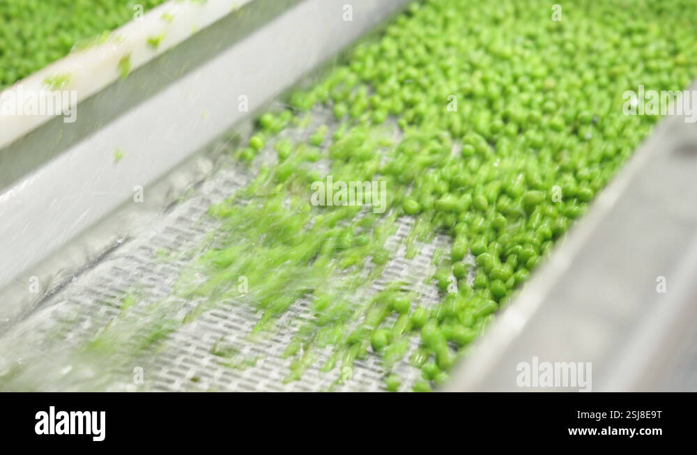 Green peas on a convyeor belt in a canned food sorting and production ...