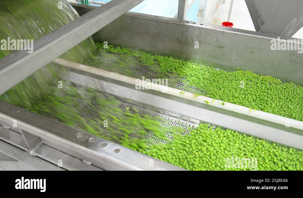 Green peas on a convyeor belt in a canned food sorting and production ...