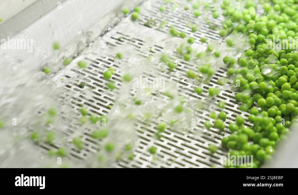 Green peas washed and sorted in a canned food sorting and production ...