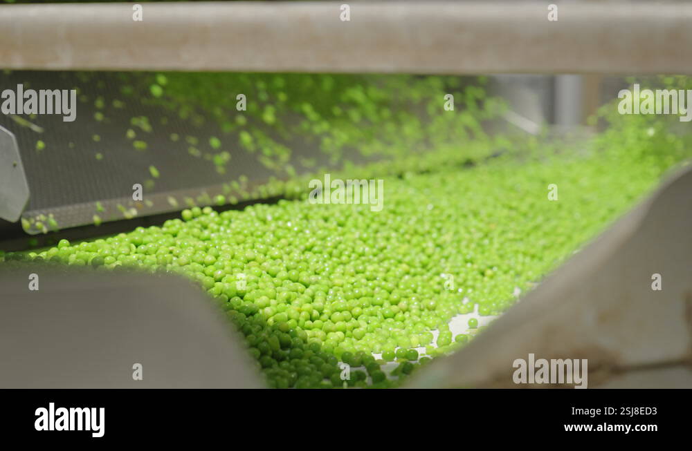 Green peas on a convyeor belt in a canned food sorting and production ...