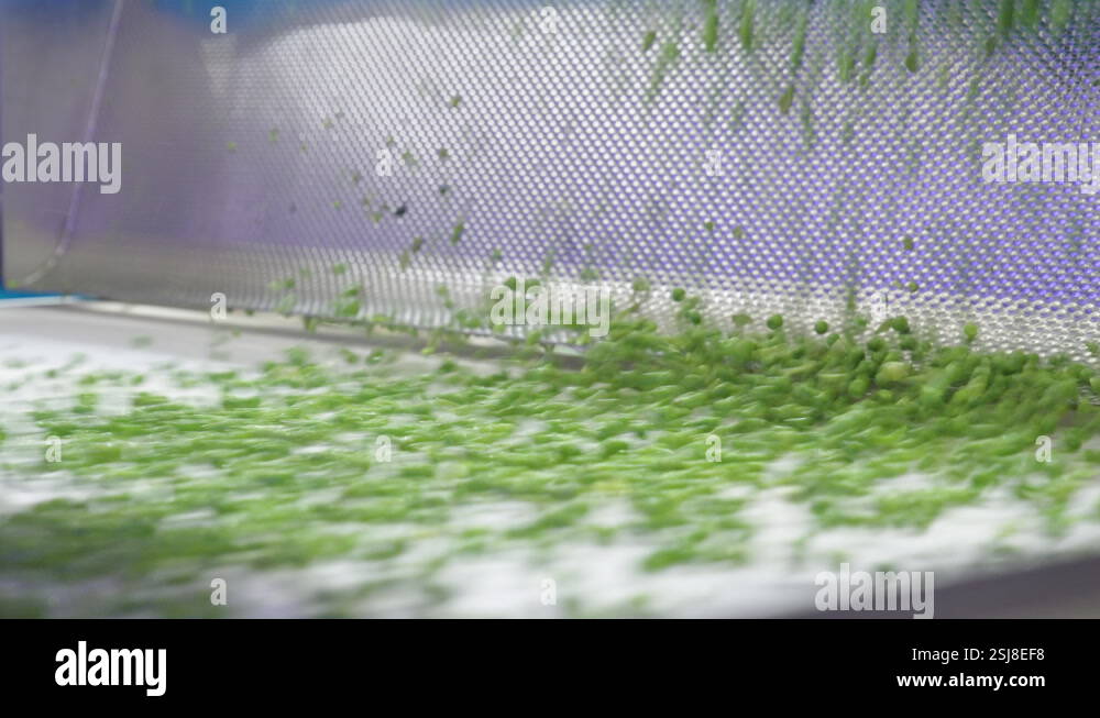 Green peas on a convyeor belt in a canned food sorting and production ...