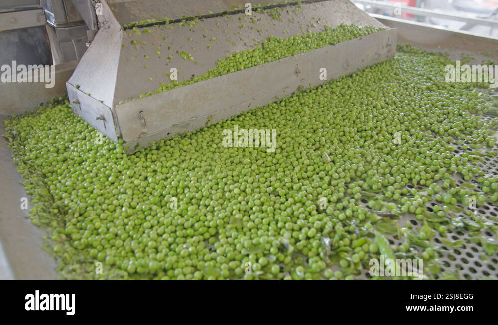 Green peas on a convyeor belt in a canned food sorting and production ...
