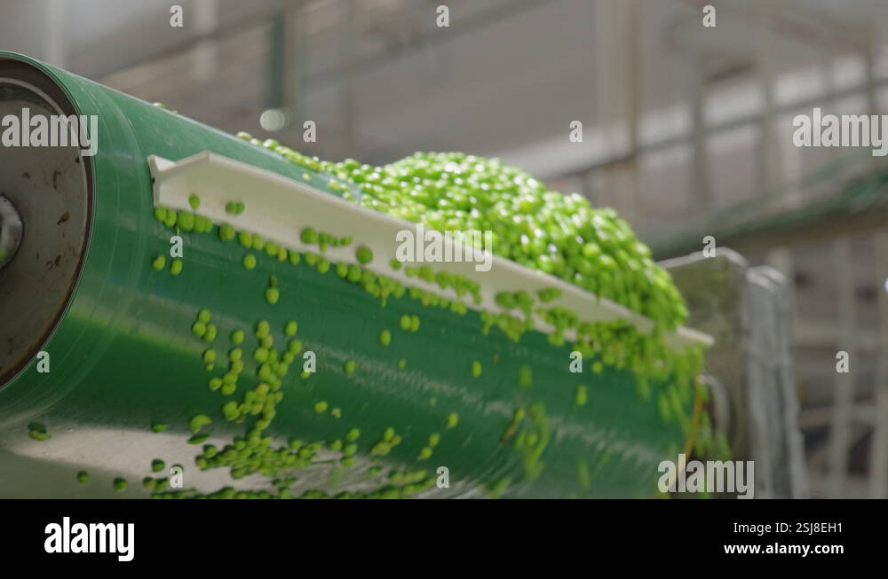 Green peas on a convyeor belt in a canned food sorting and production ...