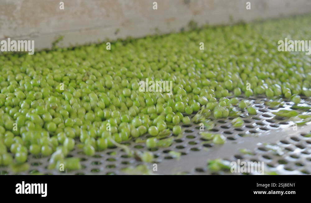 Green peas on a convyeor belt in a canned food sorting and production ...