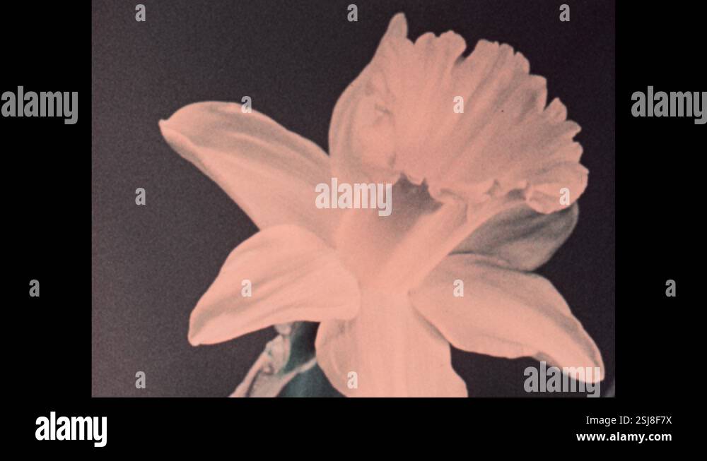 1980s: Stems of plant grow, bud forms then blooms and blossoms into ...