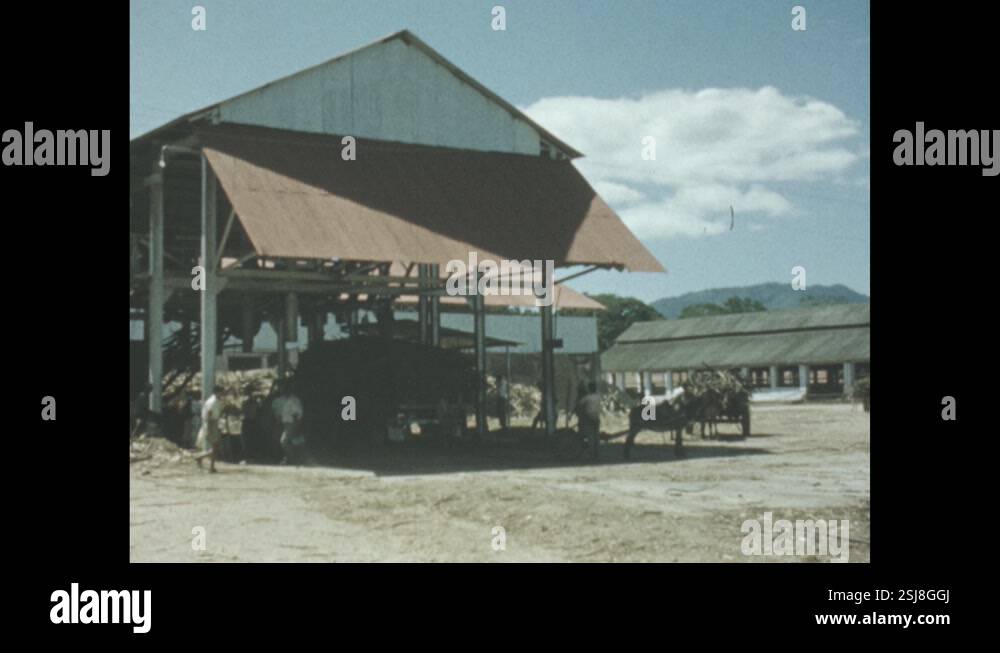 1950s: Men unload wagons full of sugar cane under drying barn. Men exit ...