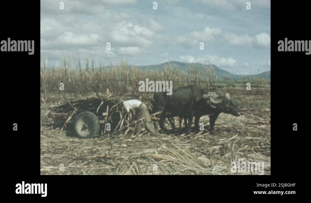 1950s: Men load sugar cane onto ox cart. Men carry goods on head down ...