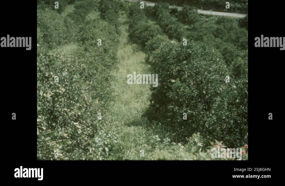 1950s: Rows of plants grow in a garden. Hand touches fruit growing on a ...