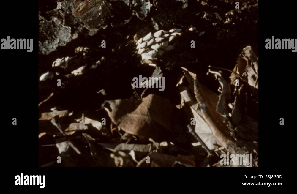 1940s: Webbed hand of an amphibian. Log on the ground is lifted to show ...