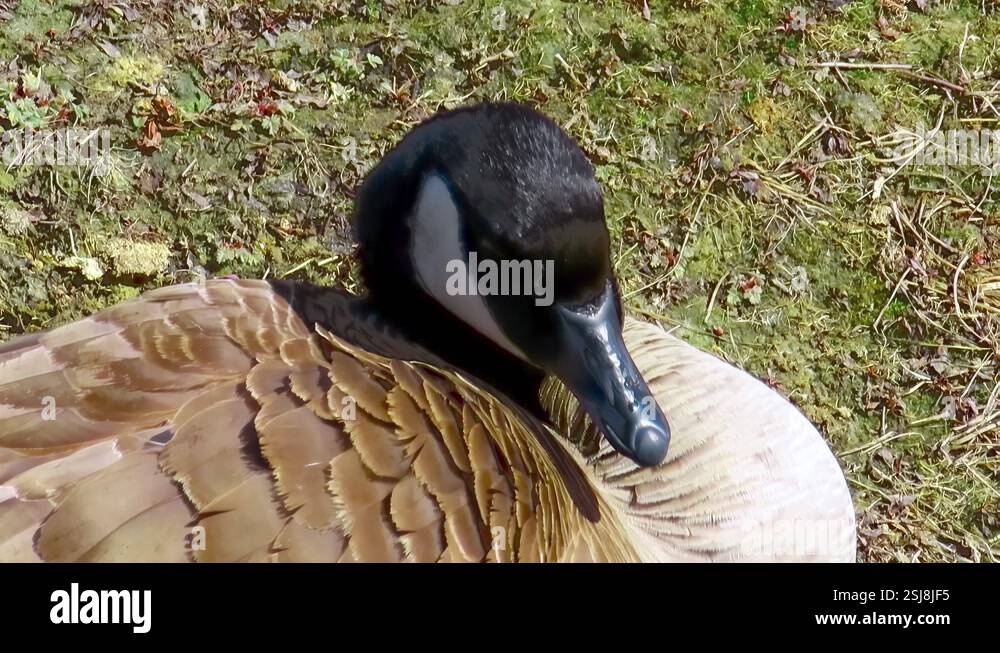 White cheeks and neck Stock Videos & Footage - HD and 4K Video Clips ...