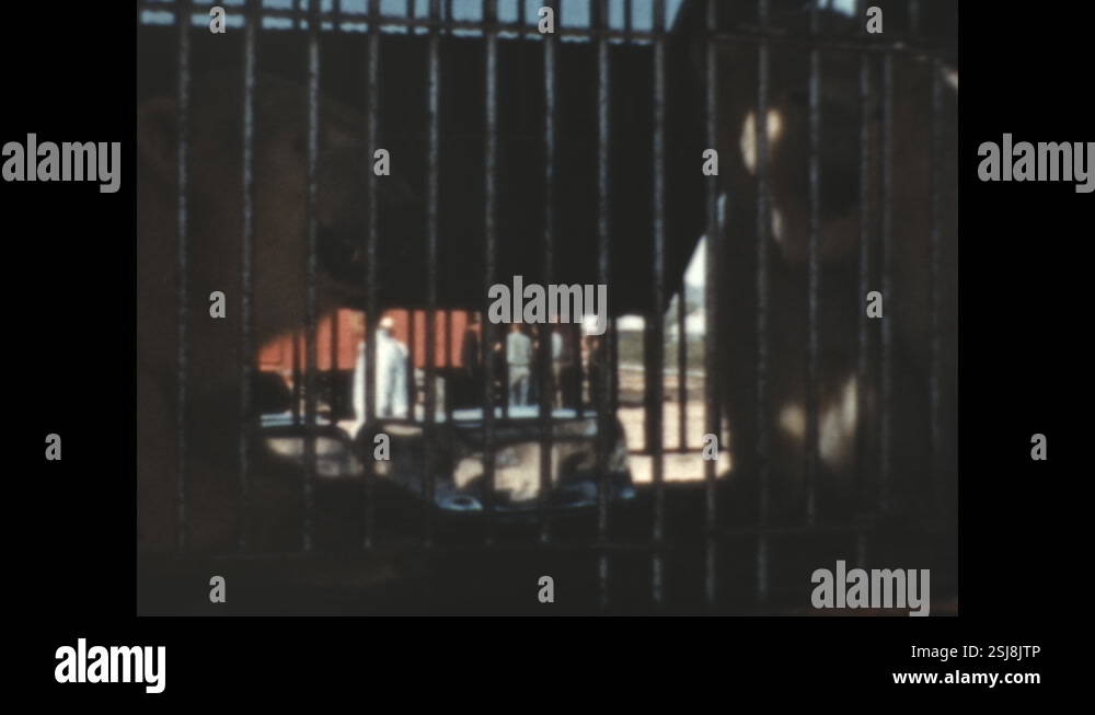Caged Circus Animals 1942 Stock Video Footage - Alamy