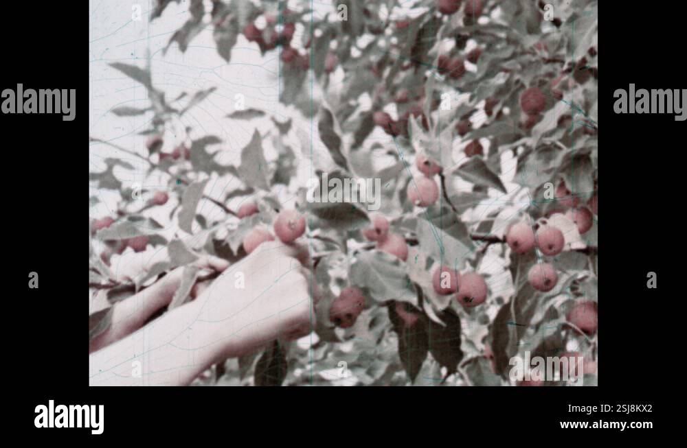 1950s: Bird in tree. Hands picking fruit from tree. Apples in tree ...