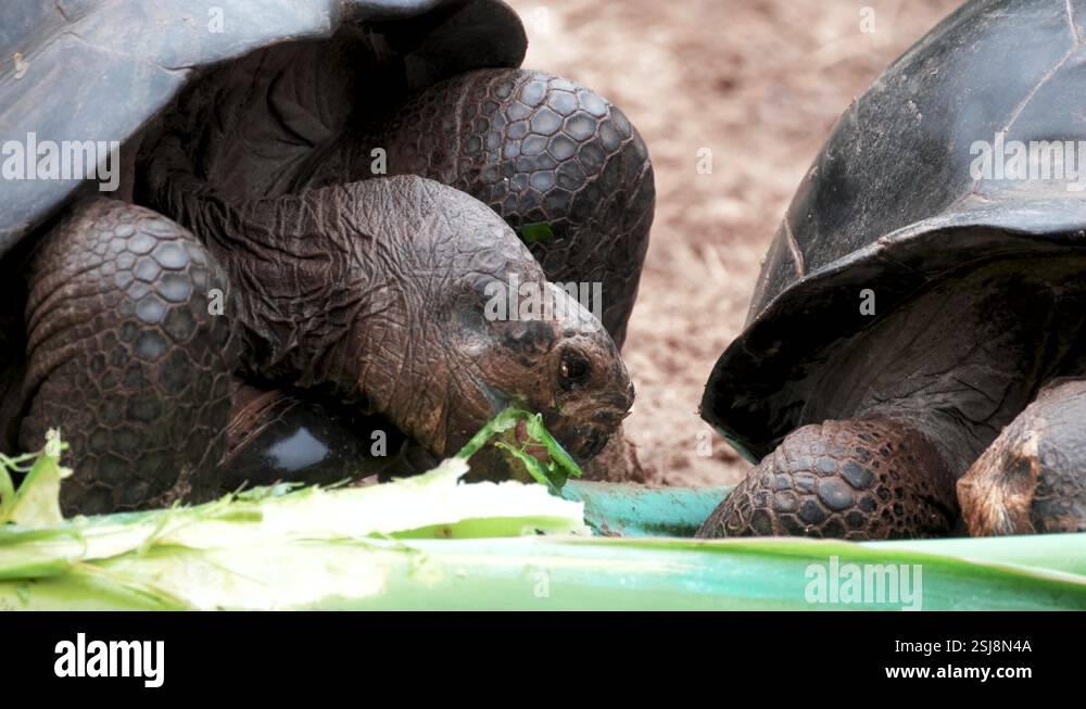 Galapagos Giant Tortoises Eating Leaf Sheaths Of Fallen Banana Tree On ...