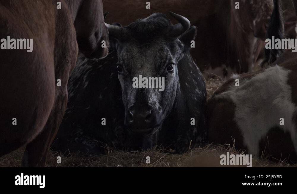 Rare black colored cow with white spots rests on the floor of the ...