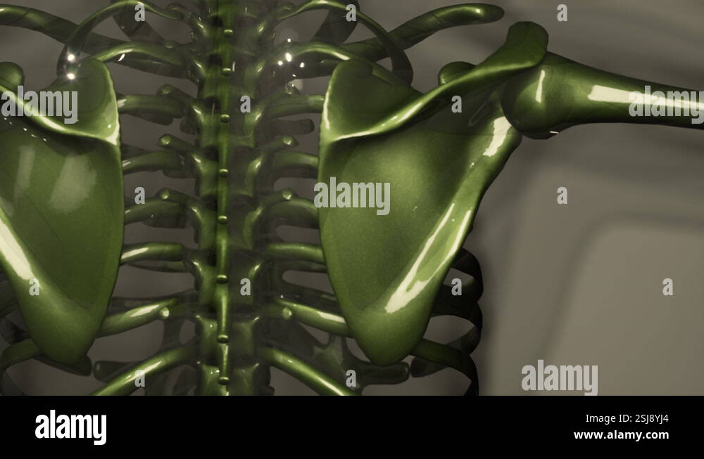3d rendered medical animation of a human bones Stock Video Footage - Alamy