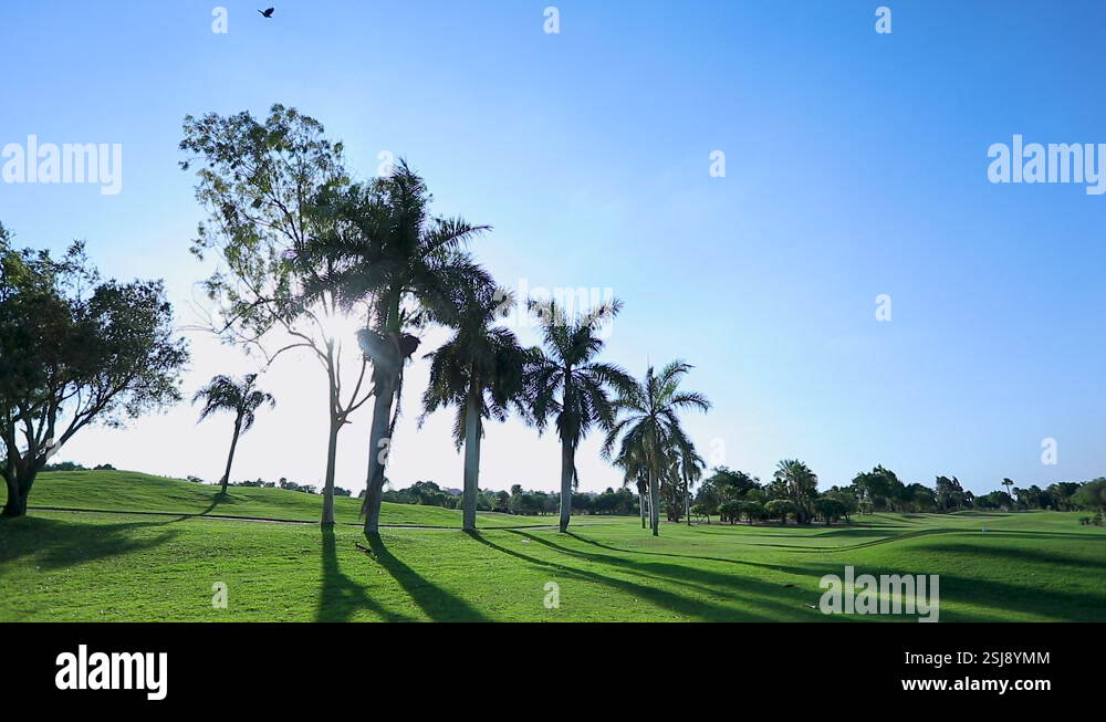 A garden full of trees, palm trees, and farmland under a sunny sky in ...