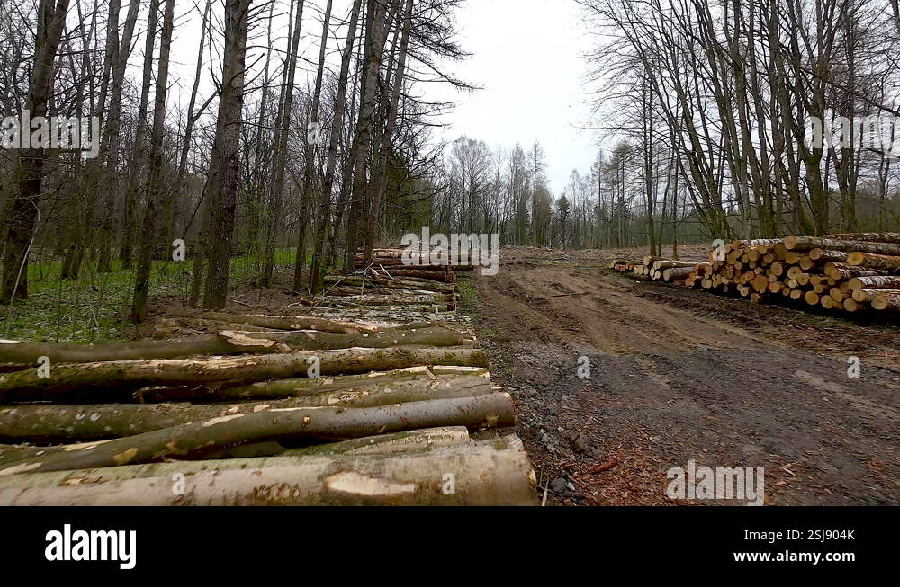 Logs kept during deforestation for urbanization or resources. POV shot ...