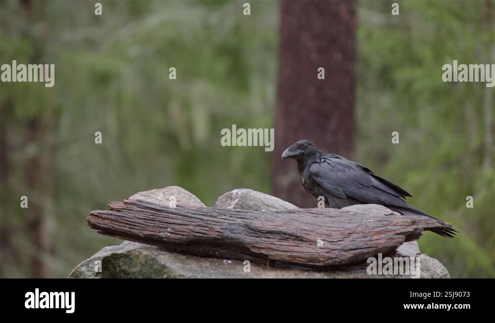 Close-up profile view of raven on rock in woods tearing off food with ...