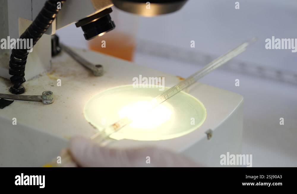 Pipette with Artemia shrimp under microscope in laboratory analysis in ...