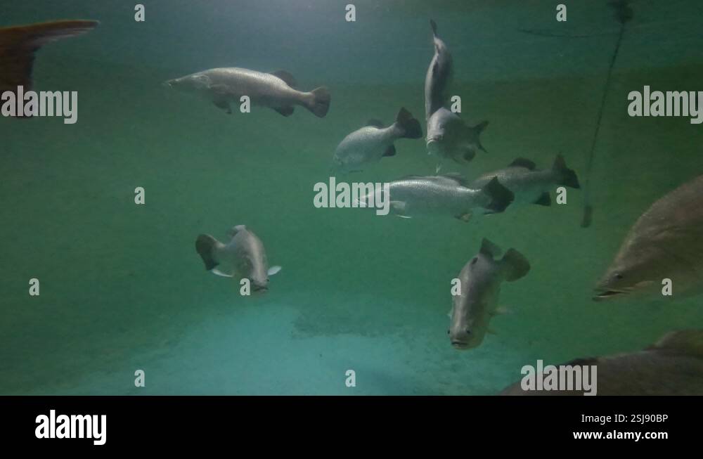 Asian sea bass swimming in water tank in aqua farm, Barramundi fish ...