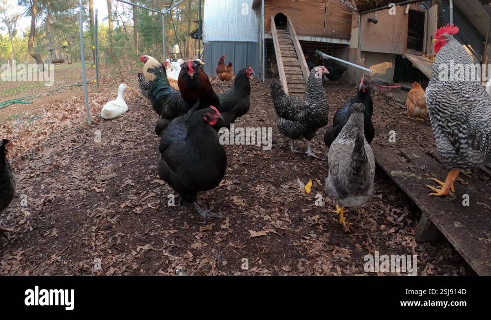 Hens and roosters and one albino chicken being raised cage free Stock ...