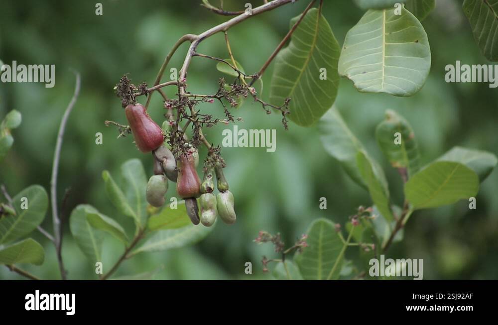 Bunch of Cashew nut fruits and raw cashew nut growing in the farm Stock ...