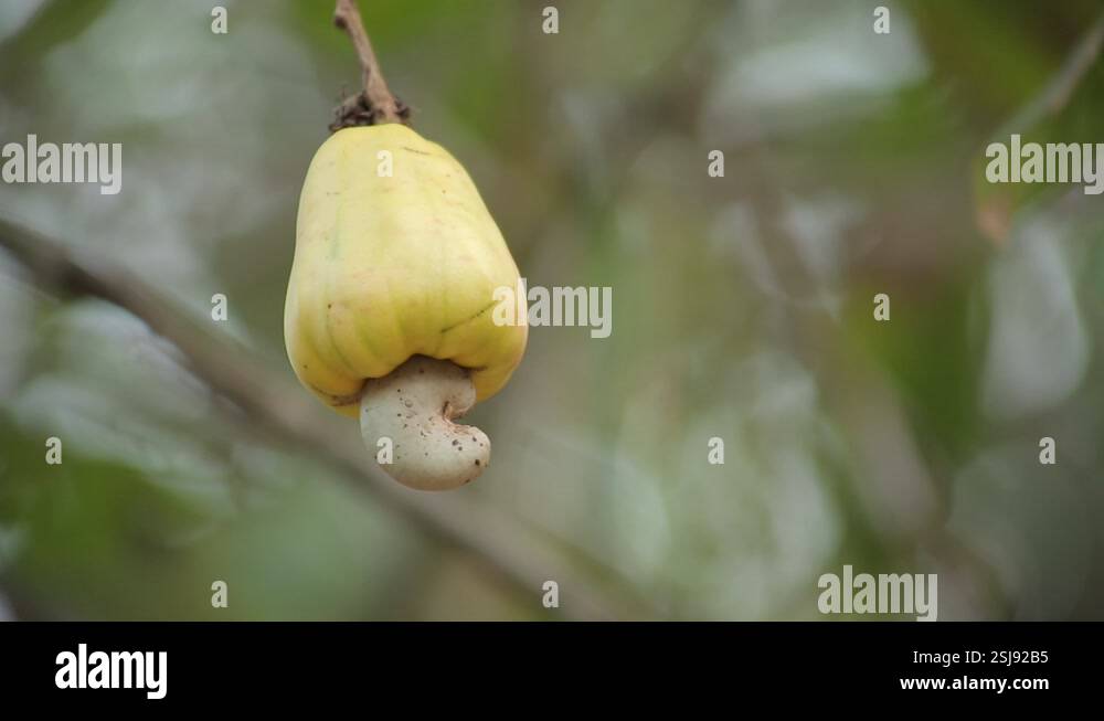 A yellow color cashew nut fruit growing in Indian farm. Close up Stock ...
