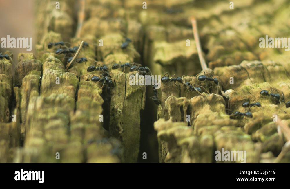 Silky ants (Formica Fusca) move on the nest, anthill with silky ants in ...