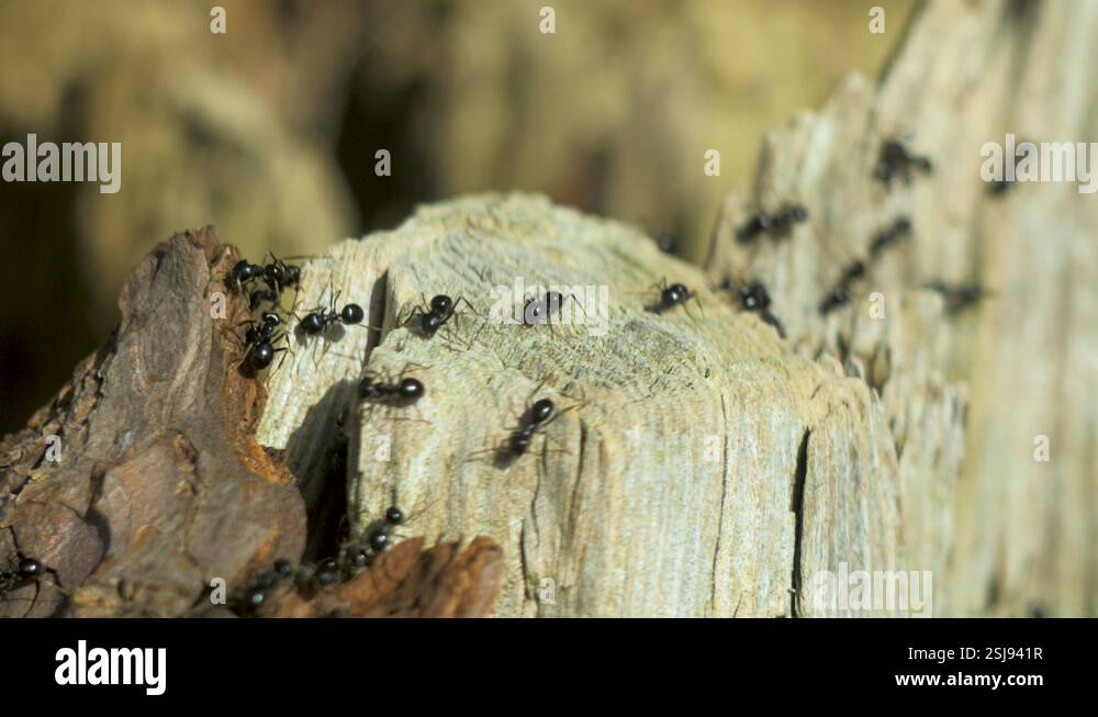 Silky ants (Formica Fusca) move on the nest, anthill with silky ants in ...